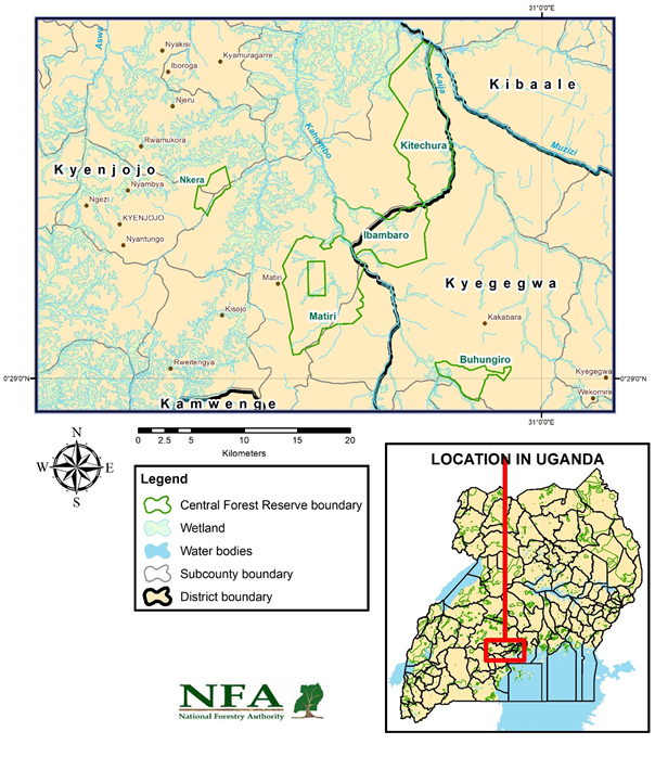 Matiri physical description | Standard Forestry Practices