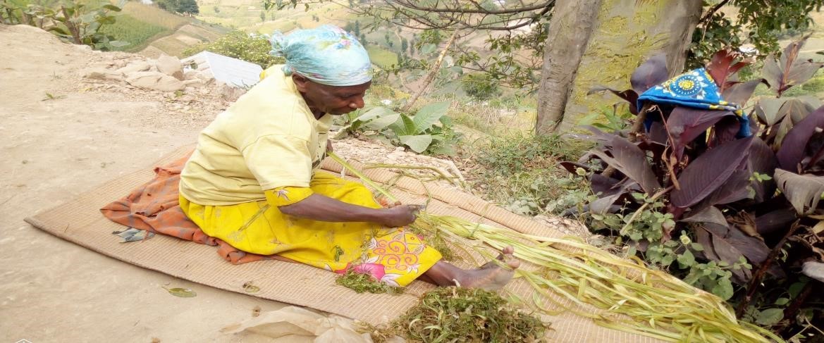 Sustainable management of Echuya Central Forest Reserve | Standard ...