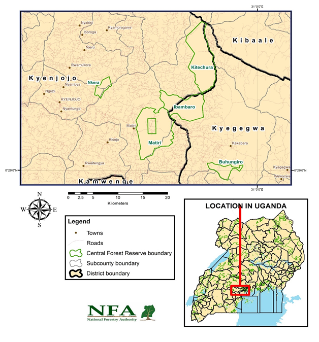 Matiri physical description | Standard Forestry Practices
